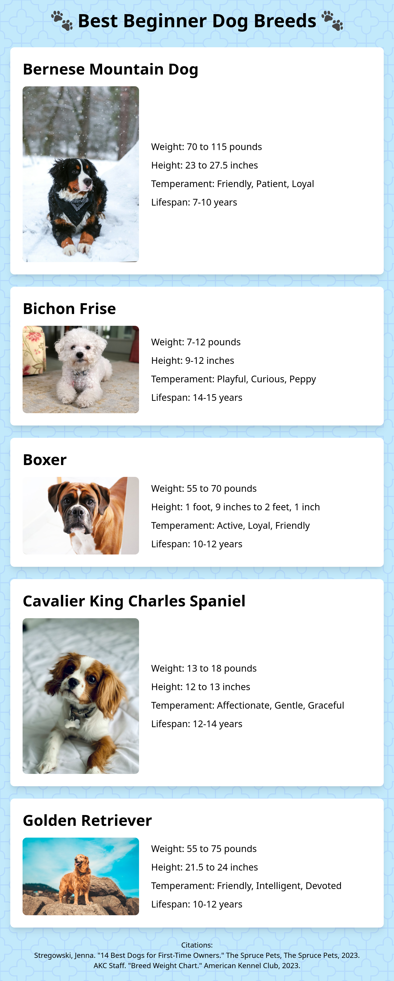 Text to Infographic — AI Generated Infographics